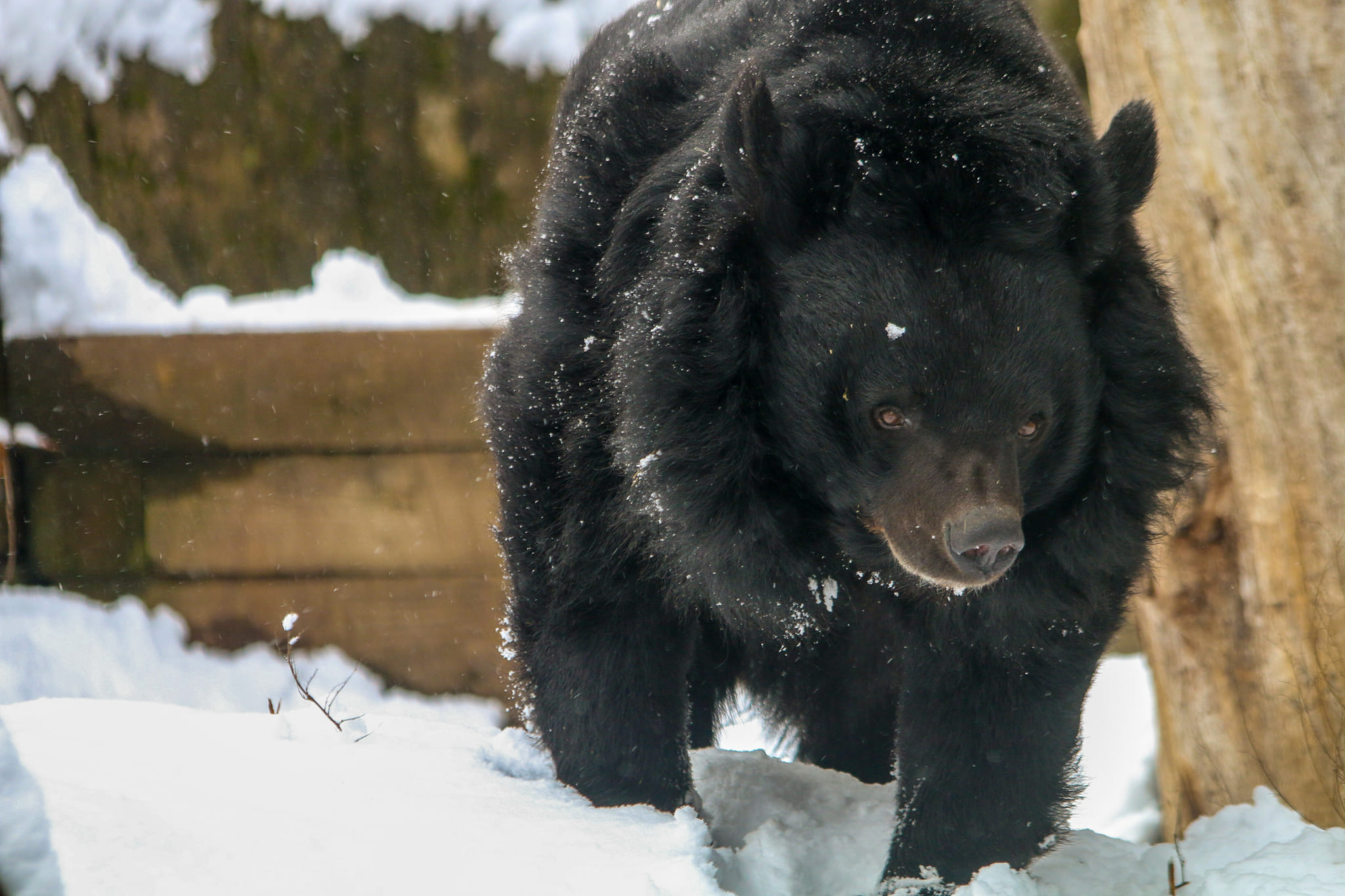 Gracie, Roger Williams Park Zoo moon bear, euthanized due to failing health