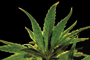 R.I. launches online medical marijuana card registration portal