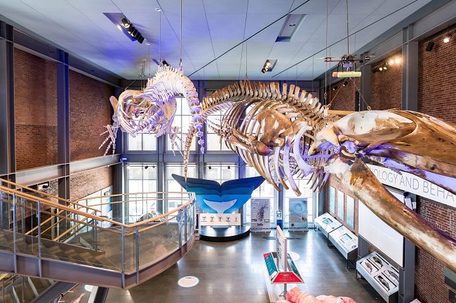 New Bedford Whaling Museum seeing significant visitor increases