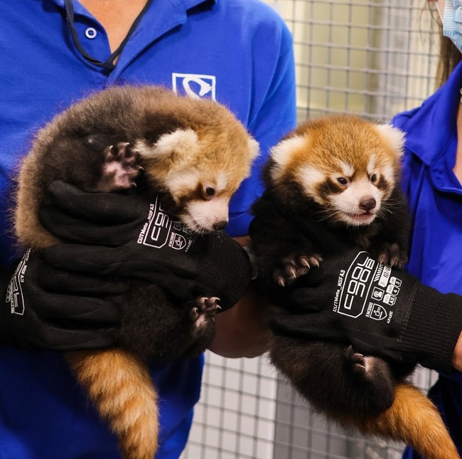 Roger Williams Zoo announces birth of twin red panda kits