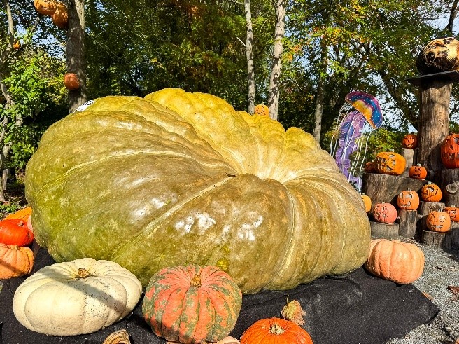 World's heaviest green squash on display at zoo's Jack-O-Lantern ...