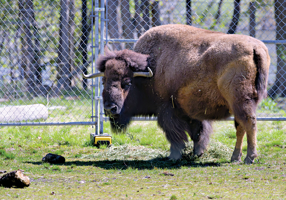 ANIMAL MAGNETISM: RWP Zoo left scrambling for money to boost attendance ...