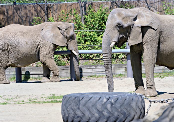 ANIMAL MAGNETISM: RWP Zoo left scrambling for money to boost attendance ...